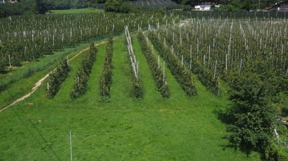 KALEMLJENJE VOĆA: Koje voćke mogu zajedno?