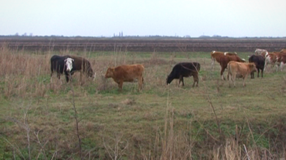 Autohtona rasa goveda sve popularnija u Šumadiji