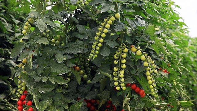 Povrtarstvo, setva i sadnja povrća, izbor sorti i radovi u bašti ...