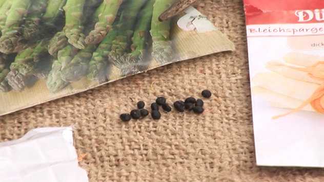 VIDEO VODIČ: Sve što bi trebalo da znate o gajenju špargle