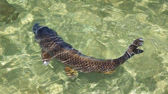 Dimljeni šaran - pravi posni delikates