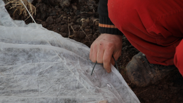 Agril: Idealan pokrivač za biljke U PLASTENICIMA