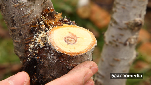 Naučite kako da zaštitite stablo posle orezivanja!