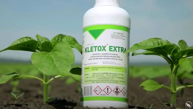 Kako suzbiti divlji sirak u suncokretu?