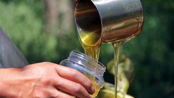 Pčelarstvo u Srbiji, gajenje pčela, lekovita svojstva meda | Agromedia