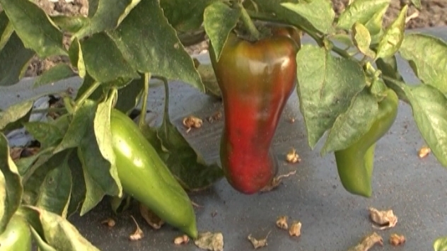 Organska farma „Laf“