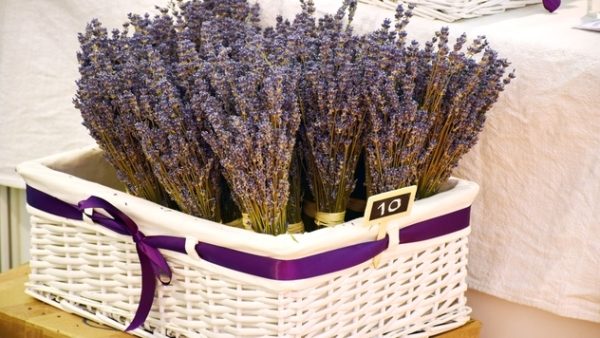 LAVANDA - Od mirisnog ulja, preko eliksira za želudac do insekticida ...