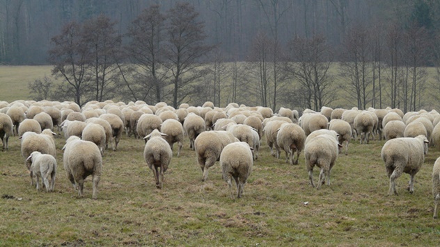 Kako se može zaraditi u ovčarstvu? - Od plasmana vune i mesa