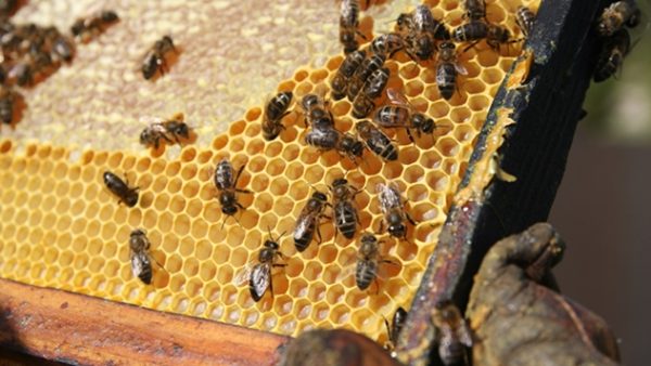 Pčelinje klube je tanje nego što mislimo! - Pčele se često sele iz ...