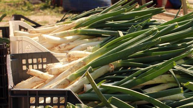 Proizvodnja praziluka: Tržište traži dužu i deblju stabljiku