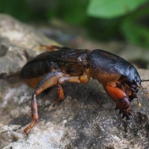 Lako i malo drugačije: Ukusni džemovi od drenjine i južnog voća