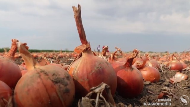 Povrtarstvo, setva i sadnja povrća, izbor sorti i radovi u bašti ...