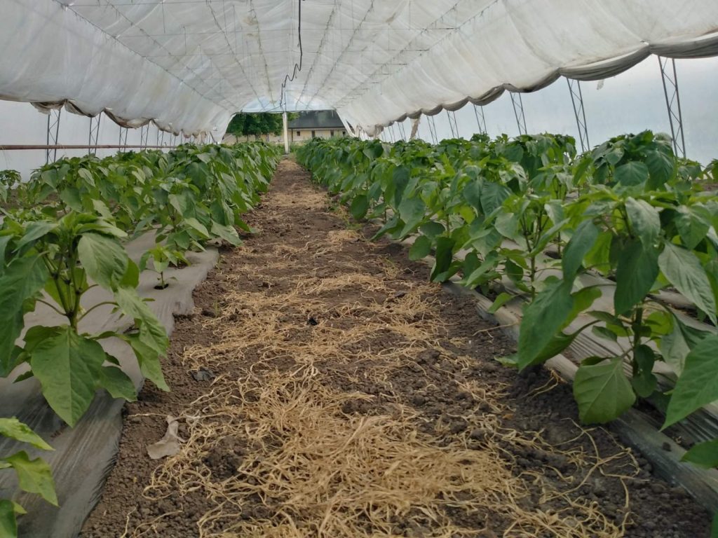 Organska proizvodnja u Srbiji, organska hrana i organske farme | Agromedia