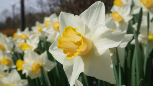 Narcis – cvet kojim možete obojiti baštu ali i oterati glodare + 10 ...