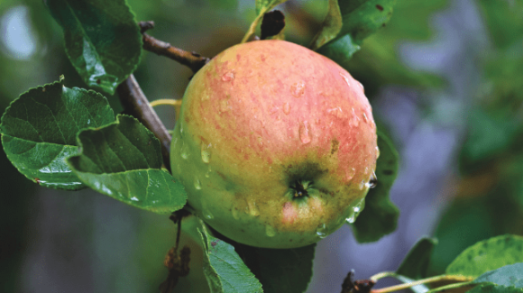2 stare sorte jabuka koje su skroz OTPORNE na BOLESTI i ŠTETOČINE ...