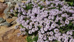 Kako se GAJI lekoviti Timijan? - Biljka koju SVAKA kuća mora da ima ...