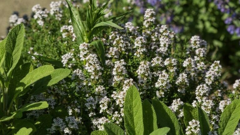 Kako se GAJI lekoviti Timijan? - Biljka koju SVAKA kuća mora da ima ...