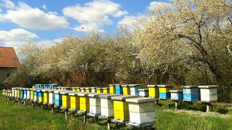 Pčelarstvo u Srbiji, gajenje pčela, lekovita svojstva meda | AGROmedia