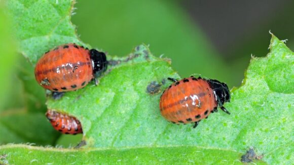 Prirodnim preparatima i morkama rešite se krompirove zlatice!