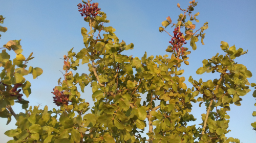 Prinos i do 15 kg po stablu - Evo kako se GAJE PISTAĆI u Srbiji ...