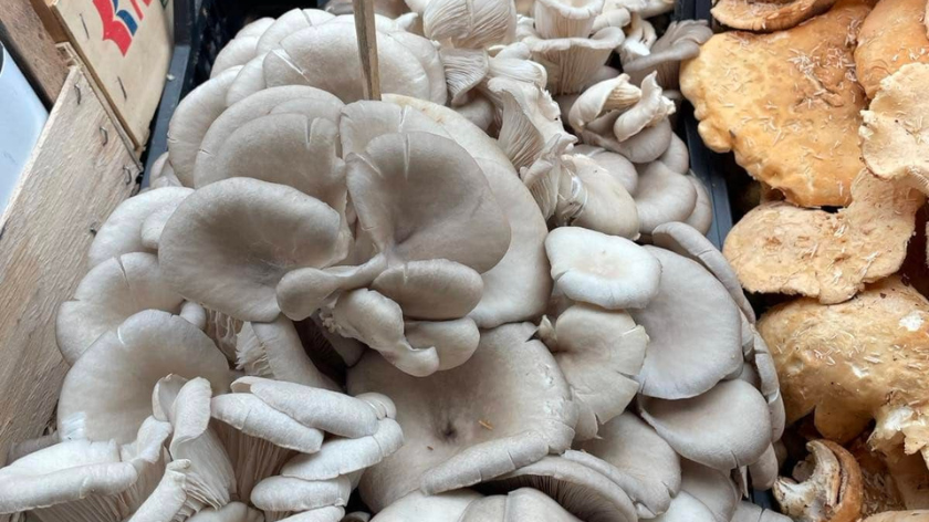 Prodavci trljaju ruke - REKORDNA BERBA VRGANJA u poslednjih pet godina ...