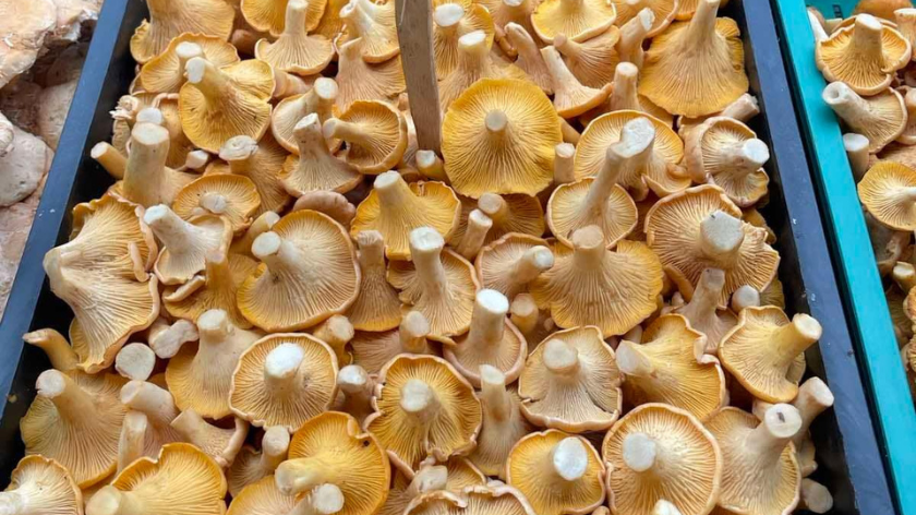 Prodavci trljaju ruke - REKORDNA BERBA VRGANJA u poslednjih pet godina ...