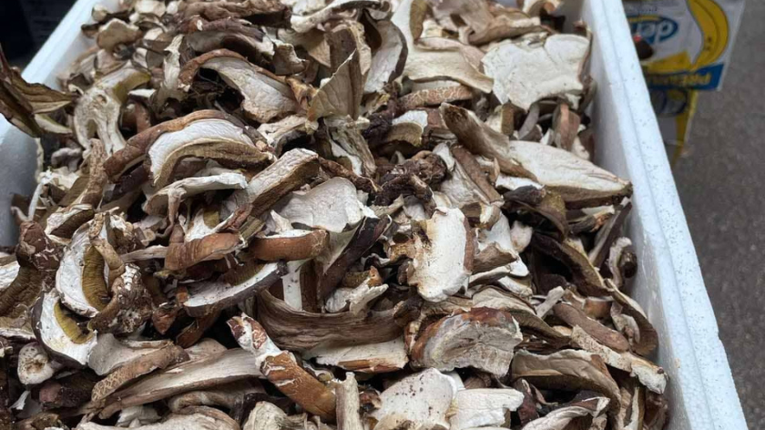 Prodavci trljaju ruke - REKORDNA BERBA VRGANJA u poslednjih pet godina ...