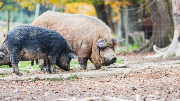 Najčešće rase svinja koje se koriste za uzgoj u Srbiji | Agromedia