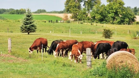 10 NAJPOPULARNIJIH evropskih rasa GOVEDA + najpopularnija BALKANSKA ...