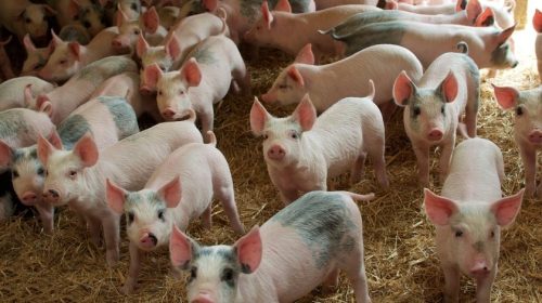 Najčešće rase svinja koje se koriste za uzgoj u Srbiji | Agromedia