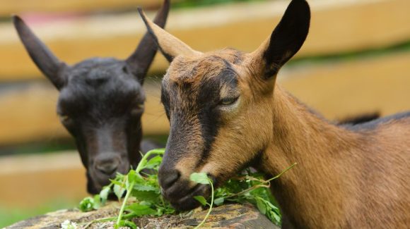 ALPSKA KOZA - jedna od najmlečnijih vrsta | Agromedia