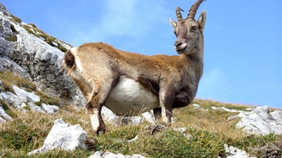 ALPSKA KOZA - jedna od najmlečnijih vrsta | Agromedia