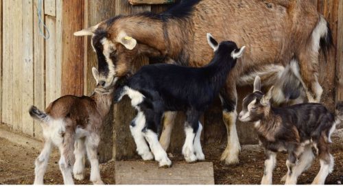 Top 7 NAJMLEČNIJIH RASA KOZA za male farme | Agromedia