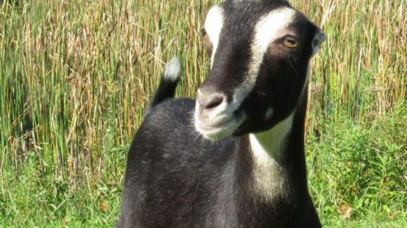 Top 7 NAJMLEČNIJIH RASA KOZA za male farme | Agromedia