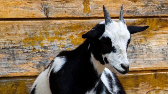 Top 7 NAJMLEČNIJIH RASA KOZA za male farme | Agromedia