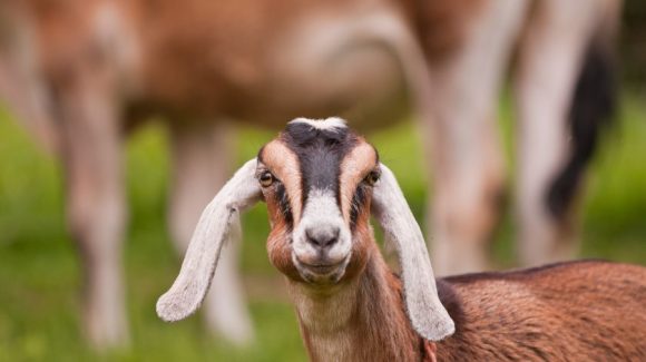 Top 7 NAJMLEČNIJIH RASA KOZA za male farme | Agromedia