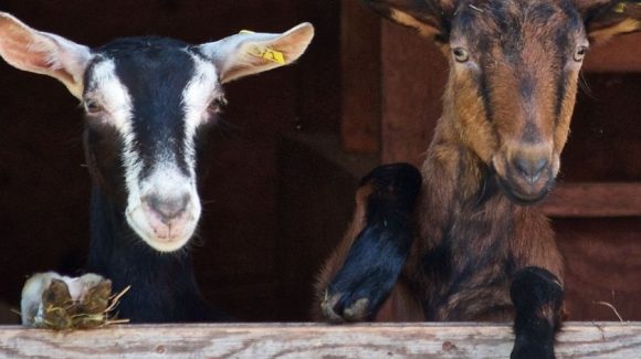 Top 7 NAJMLEČNIJIH RASA KOZA za male farme | Agromedia