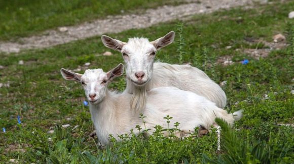 Top 7 NAJMLEČNIJIH RASA KOZA za male farme | Agromedia