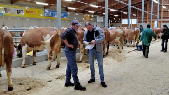 CENA BIKOVA IDE DO 3.500 EVRA - Gde se i kako PRODAJE STOKA u Nemačkoj ...