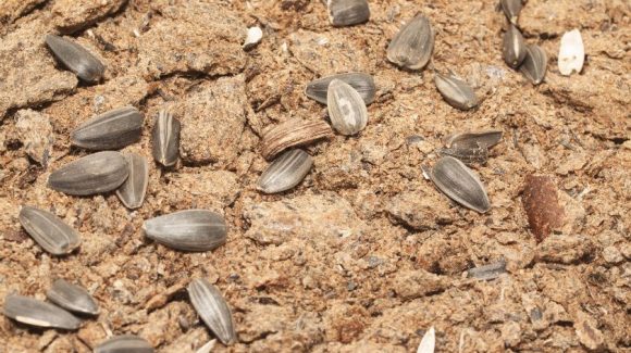 SUNCOKRETOVA SAČMA prodaje se po nižim cenama | Agromedia