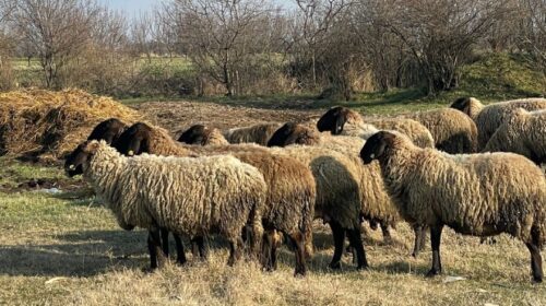 OVČARSTVO: Sve što treba da znate o uzgoju i nezi ovaca! [Kompilacija ...