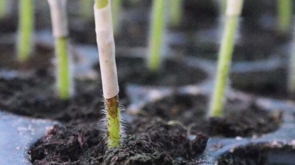 10 saveta za uzgoj rasada paradajza u vašoj bašti | Agromedia