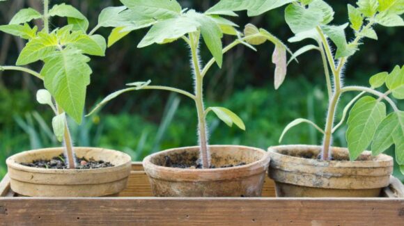 10 saveta za uzgoj rasada paradajza u vašoj bašti | Agromedia