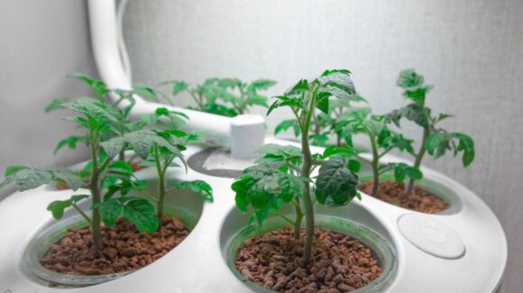 10 saveta za uzgoj rasada paradajza u vašoj bašti | Agromedia