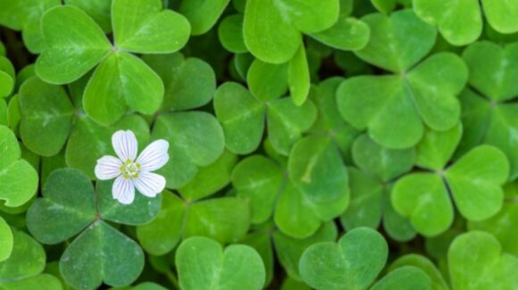 Kako zasaditi travnjak od deteline i zašto je to POPULARNO danas ...