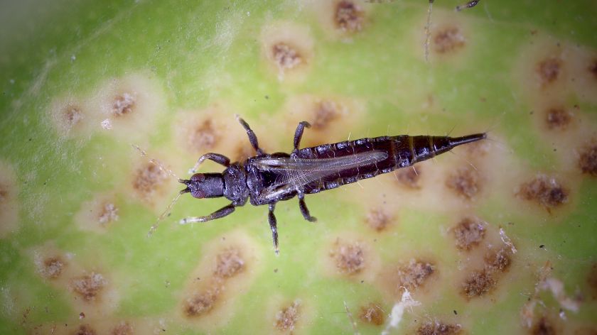 KUĆNE BILJKE: Insekti i štetočine i KAKO se izboriti | Agromedia