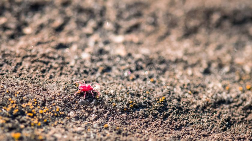 KUĆNE BILJKE: Insekti i štetočine i KAKO se izboriti | Agromedia