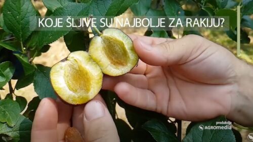 Koje su šljive najbolje za rakiju? | Agromedia