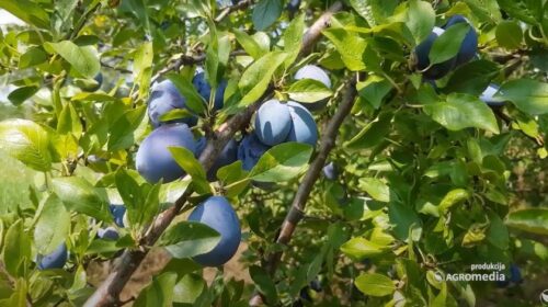 Koje su šljive najbolje za rakiju? | Agromedia