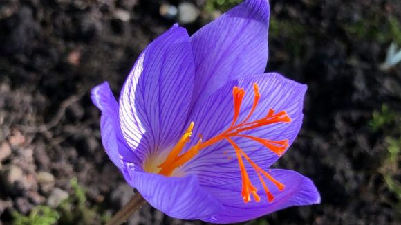 Najskuplji začin na svetu: šafran